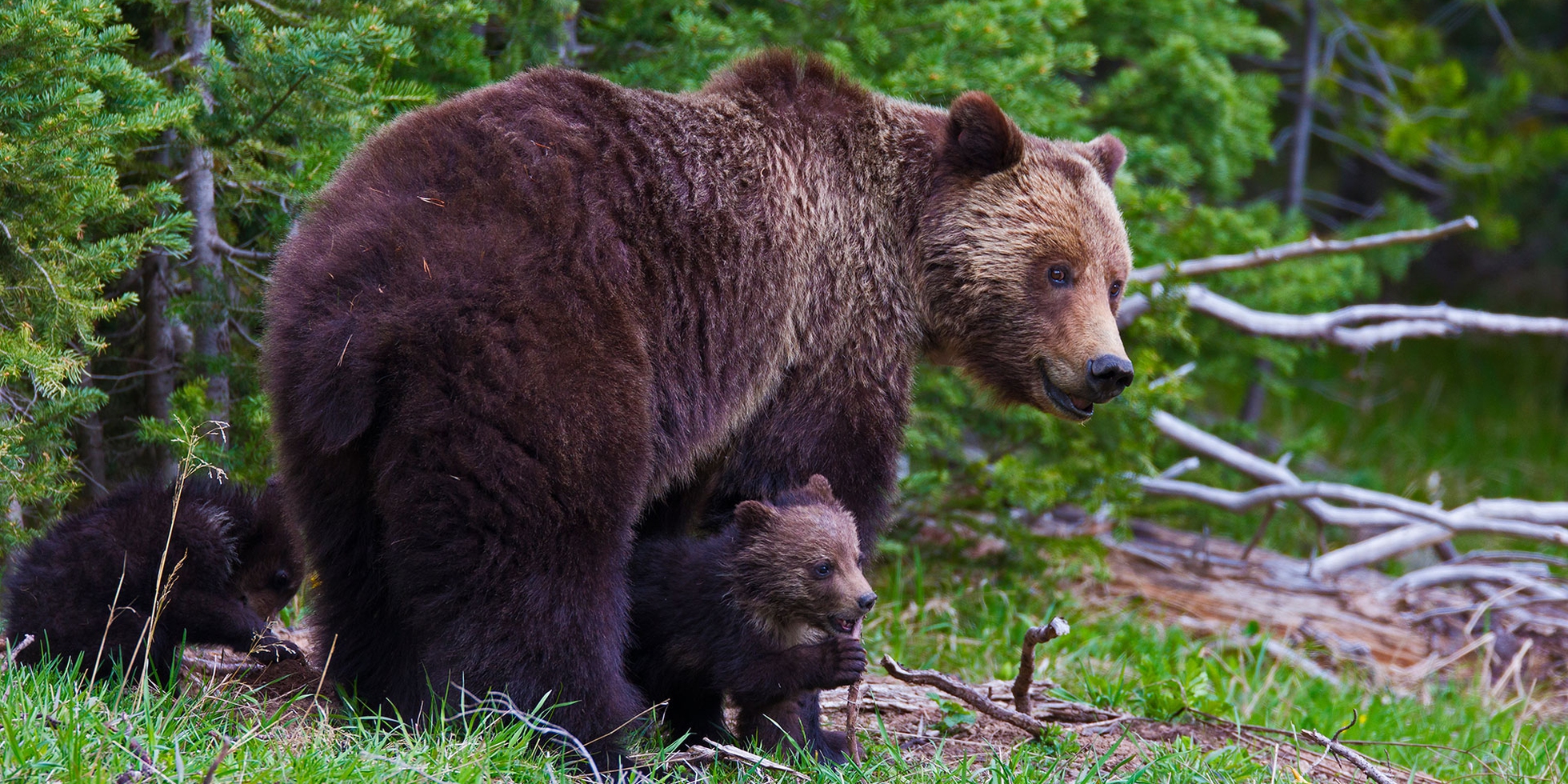 L’Italia dichiara guerra alla fauna selvatica - LifeGate