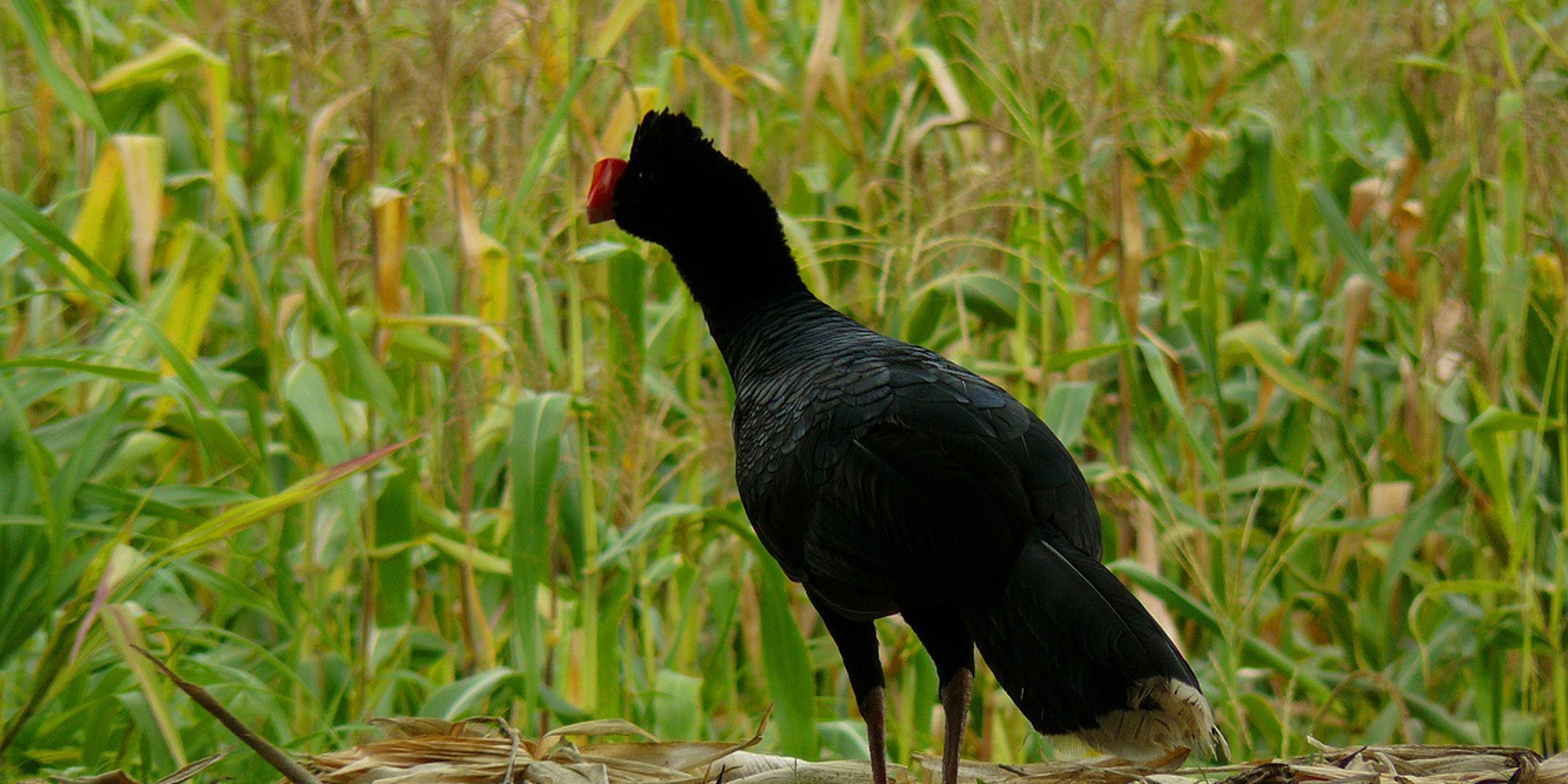 Brasile, uccello estinto da trent’anni in natura viene reintrodotto ...