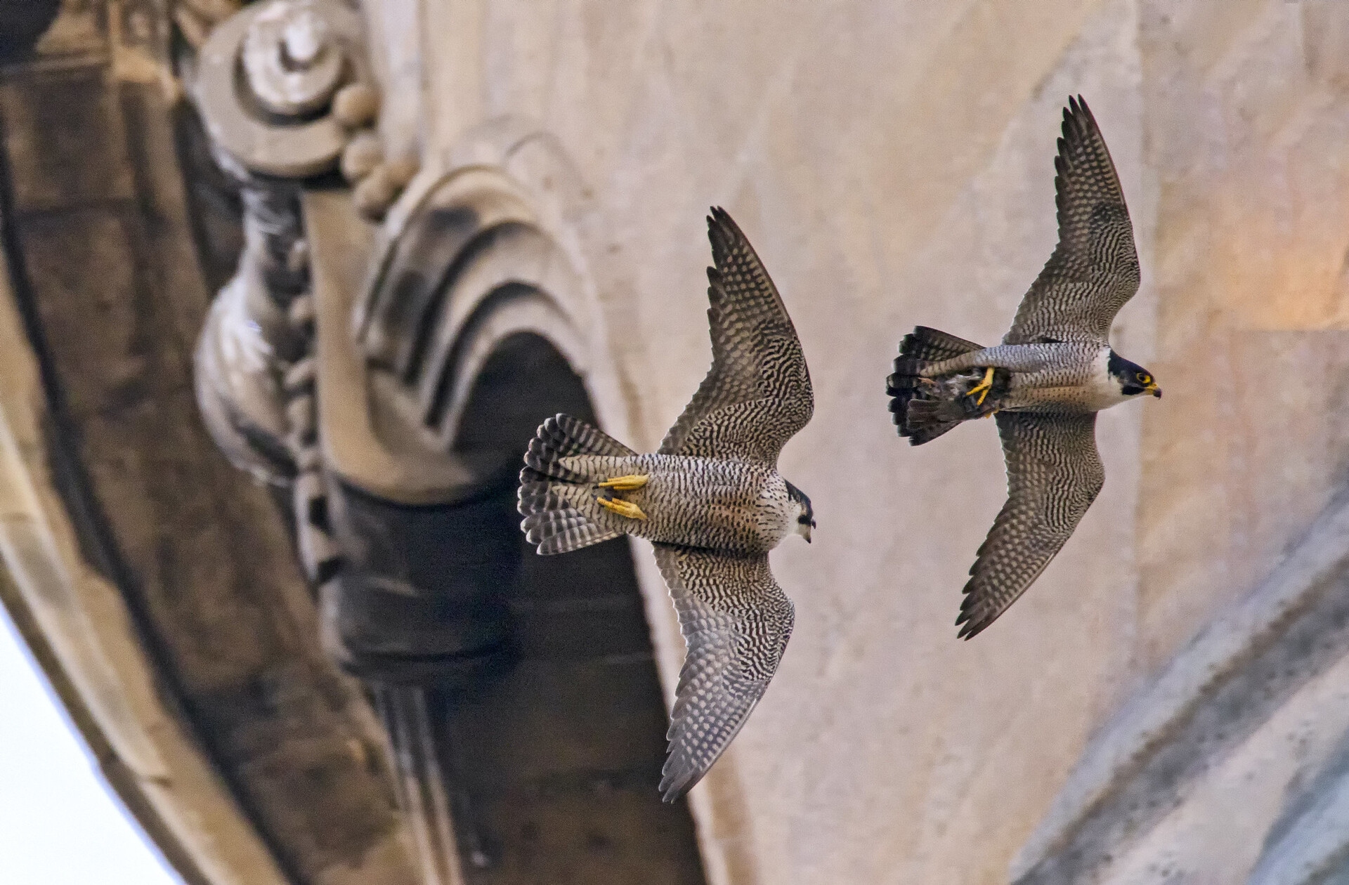 Per la Giornata mondiale degli animali, facciamo un safari cittadino ...