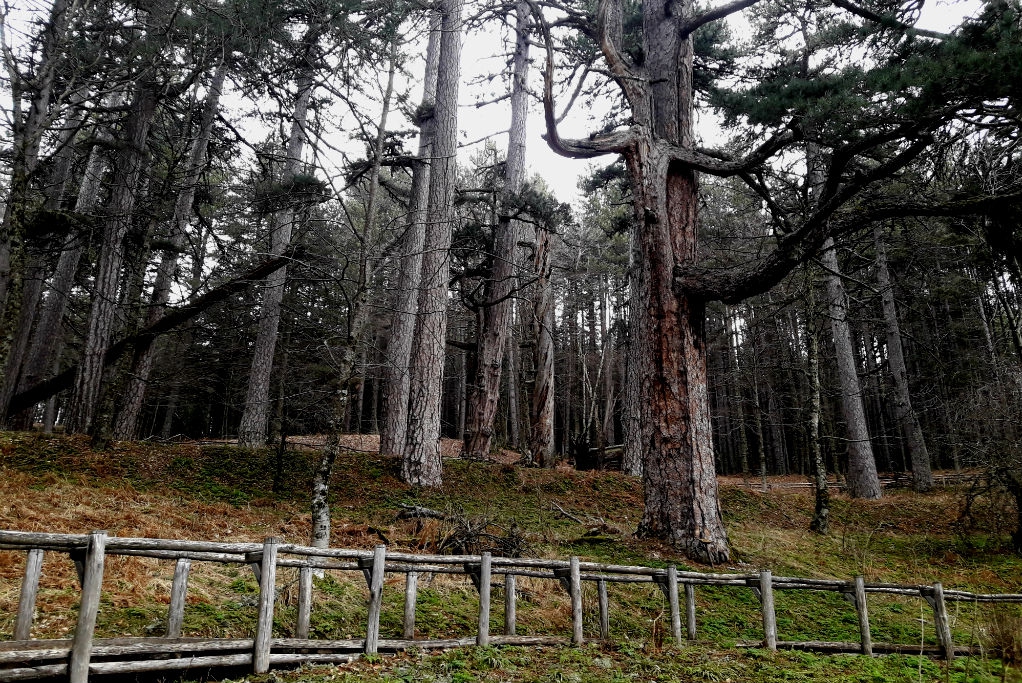 I giganti di Fallistro, gli alberi monumentali più antichi della Calabria