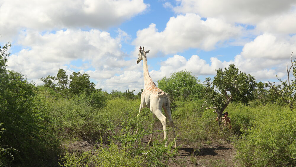 The world's last white giraffe wears a GPS to protect it from poachers
