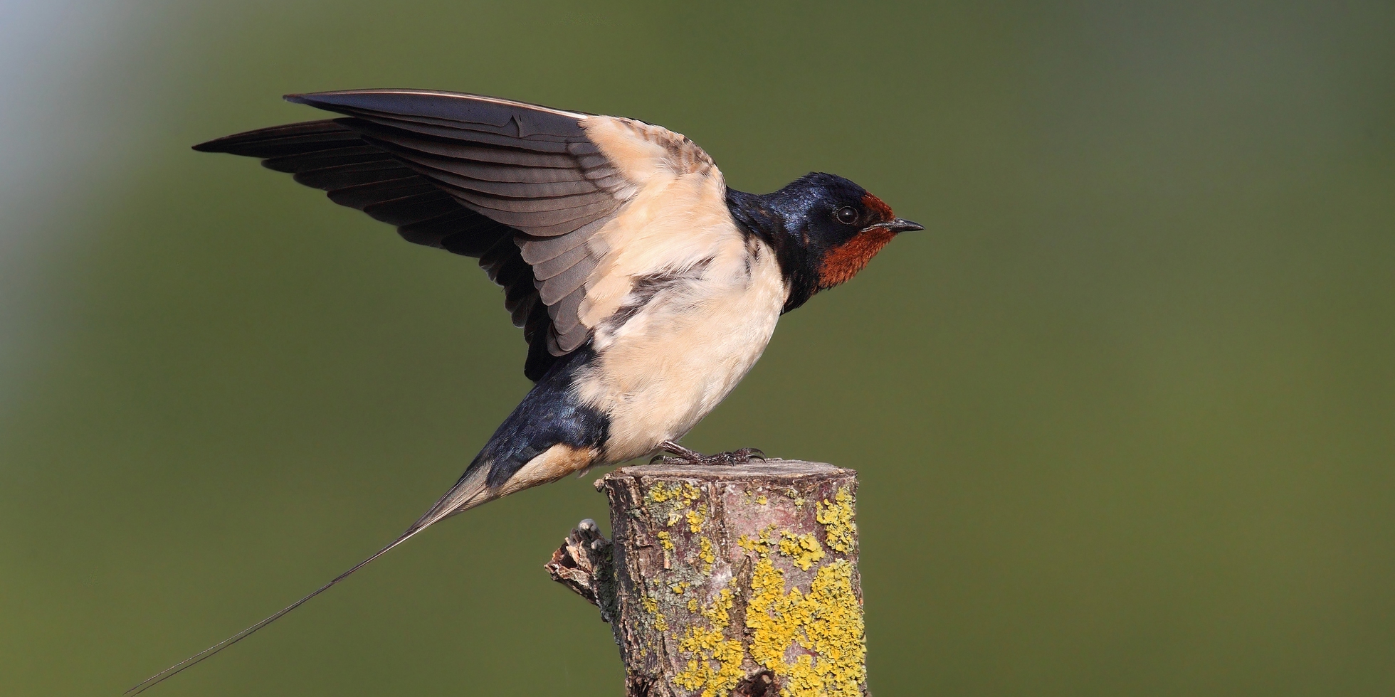 Arrivano le rondini e con loro la primavera - LifeGate