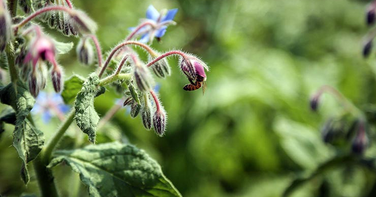 Rigoni di Asiago adotta sei arnie del progetto Bee my Future - LifeGate