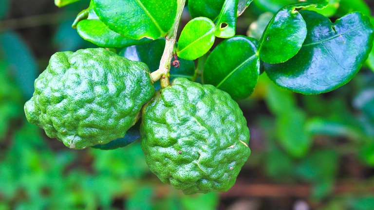 Bergamotto: proprietà, benefici e usi di citrus bergamia - LifeGate