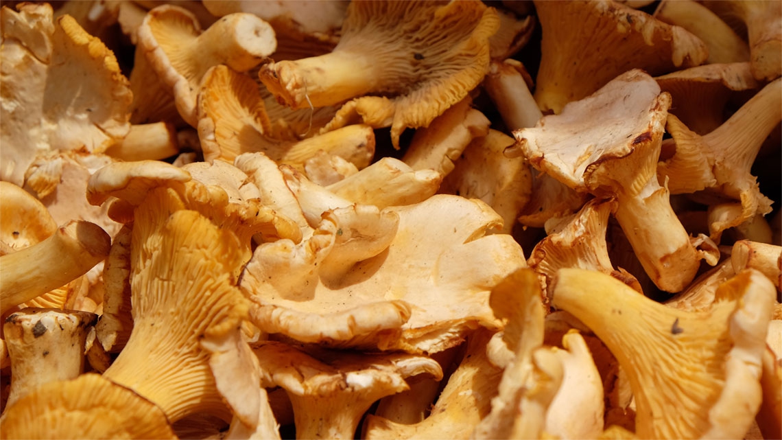 Funghi sott'olio, come si fanno: Ricetta facile e gustosa - LifeGate