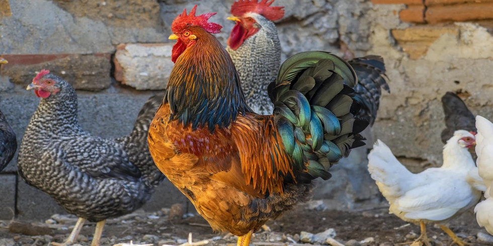 Le galline ornamentali e la tutela della biodiversità - LifeGate