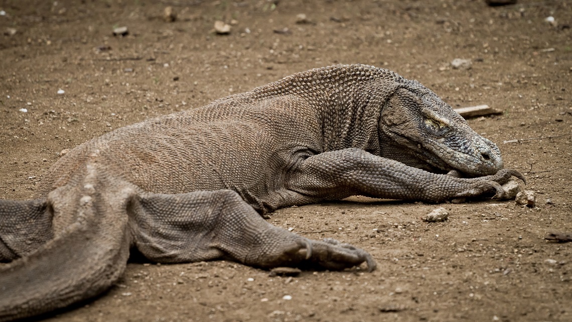 L’Indonesia fa retromarcia, l’isola di Komodo non sarà interdetta ai ...