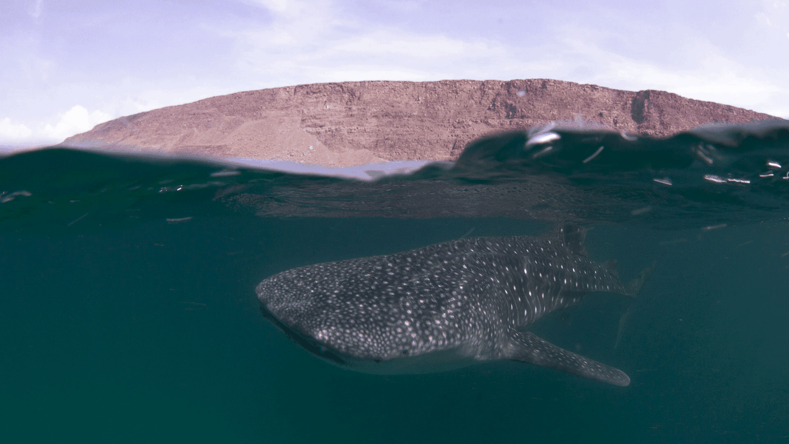 La grande bellezza dello squalo, oceano di biodiversità - LifeGate