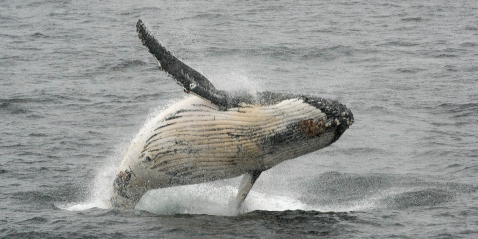 Il Giappone vuole riprendere la caccia alle balene, all'alba del 2017 ...
