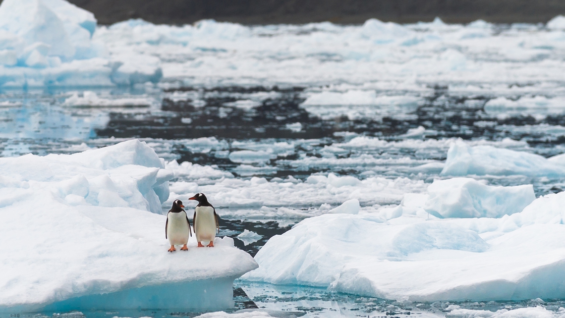 La superficie della calotta antartica non è mai stata così ridotta ...