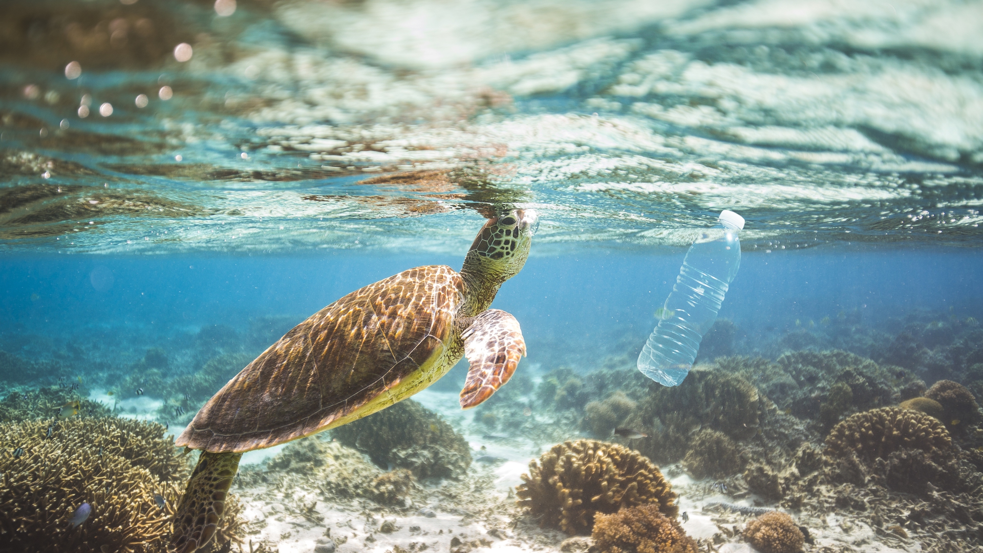 Why is water important? Glossary: instinct and matter - LifeGate