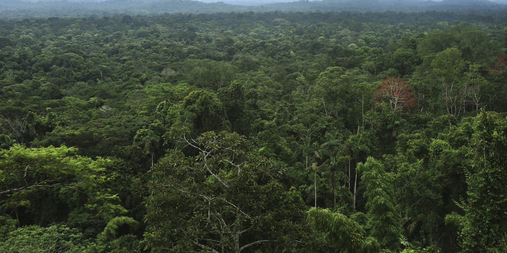 Amazzonia. Ridotta di un terzo la capacità di assorbire la CO2 - LifeGate