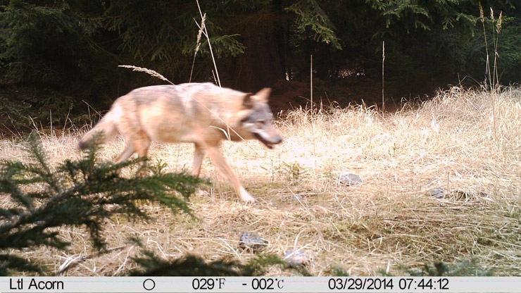 The first wolf spotted in the Czech Republic after 100 years - LifeGate
