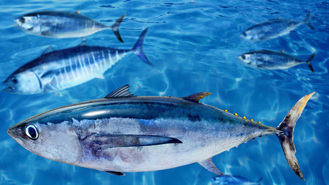 Pesce sostenibile: come riconoscerlo?