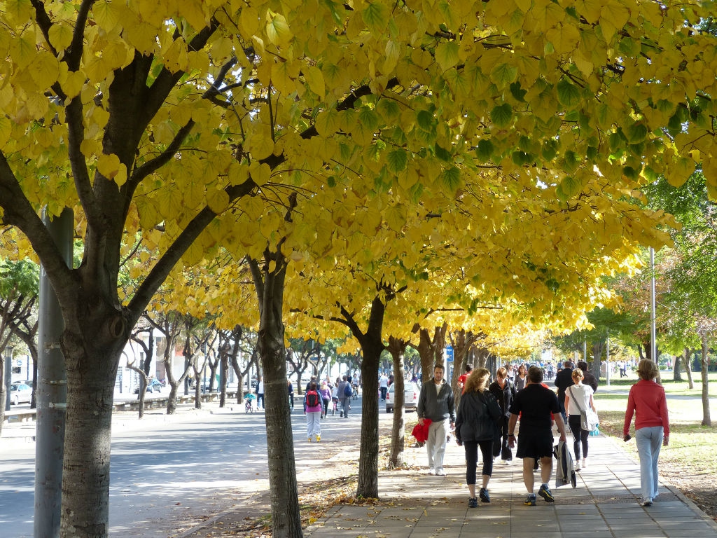 The best trees to improve the face (and air) of cities - LifeGate