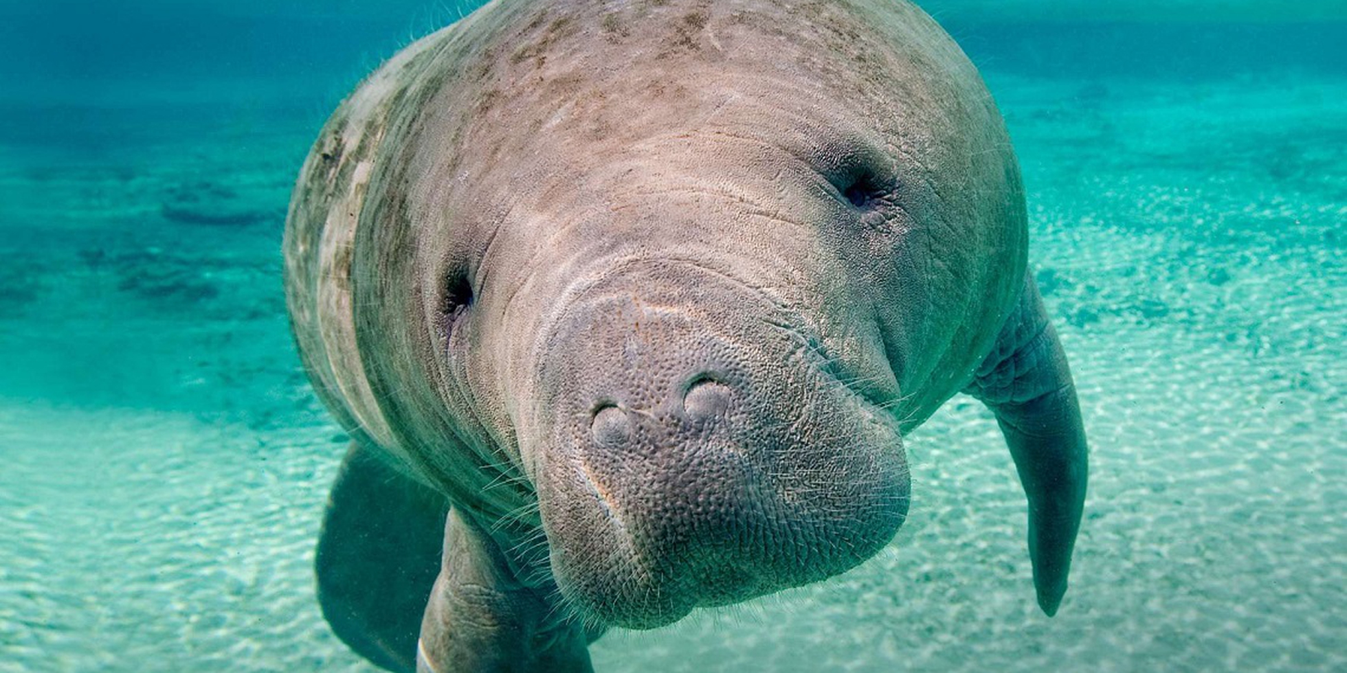 I lamantini tornano in Guadalupa dopo oltre un secolo - LifeGate