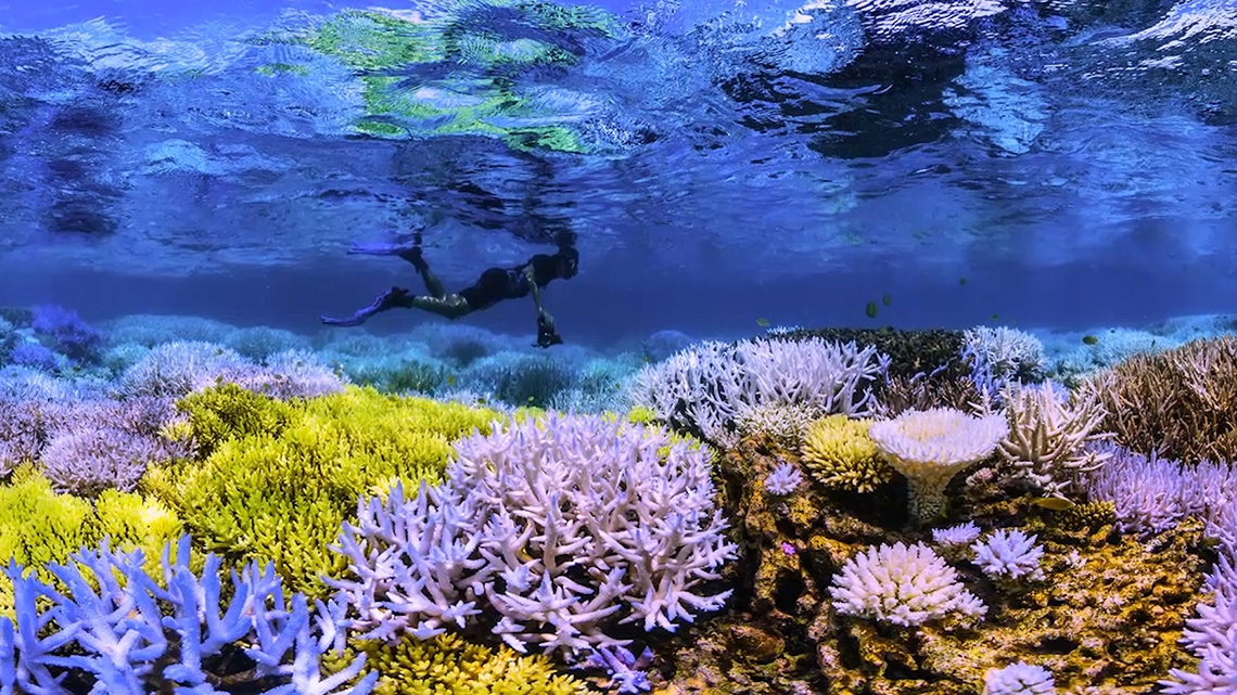 Chasing coral, il documentario sui coralli che ci fa sentire coinvolti ...
