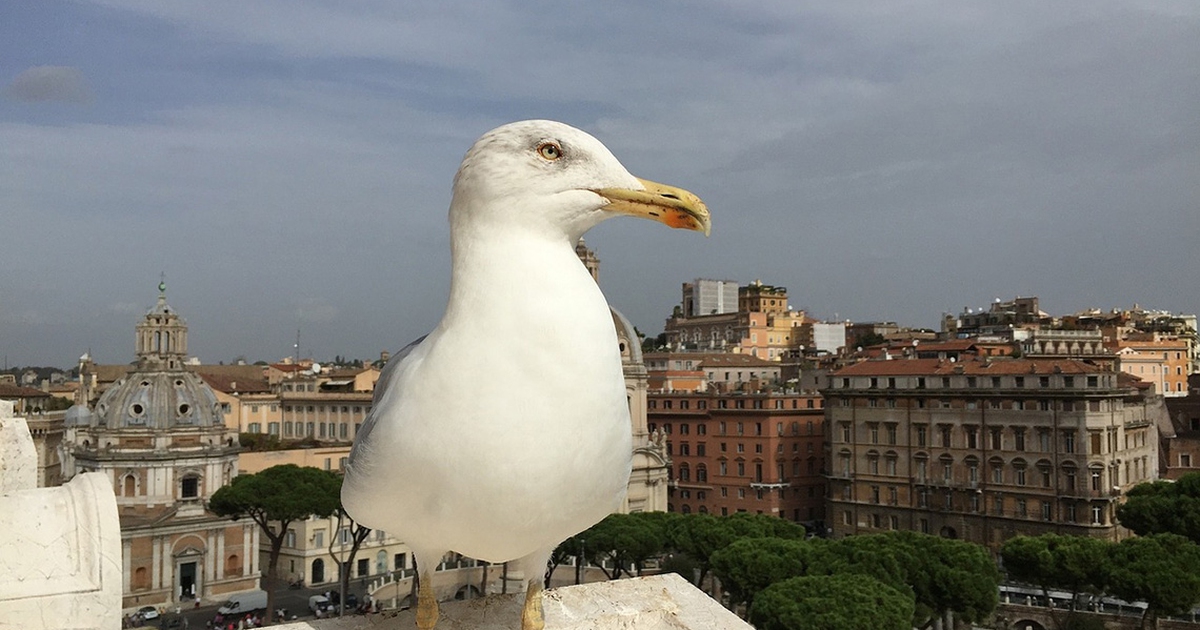Perché Roma è invasa dai gabbiani, i nuovi padroni della città