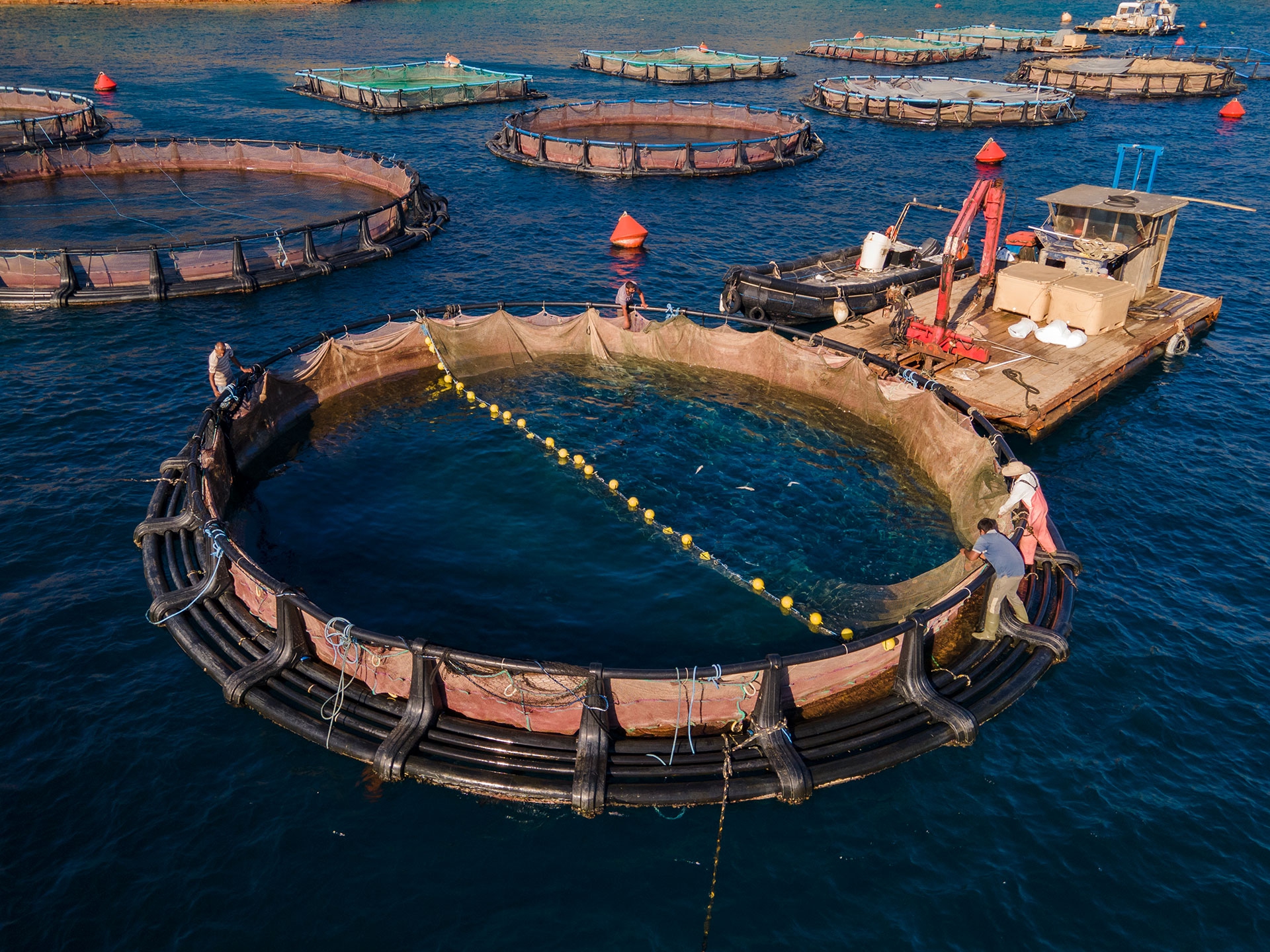 Pesci, le vittime silenziose di pesca e allevamento - LifeGate