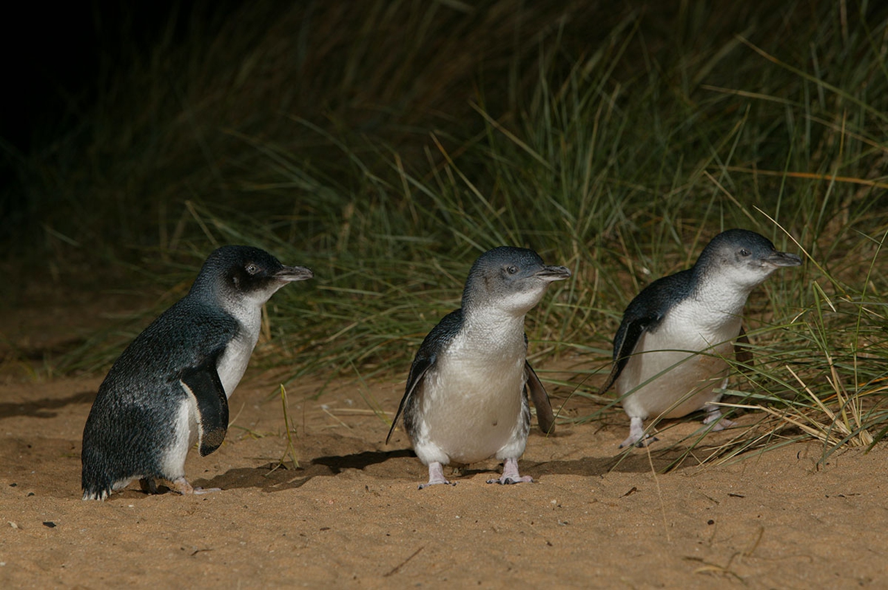 I pinguini blu dell'isola di Phillip - LifeGate