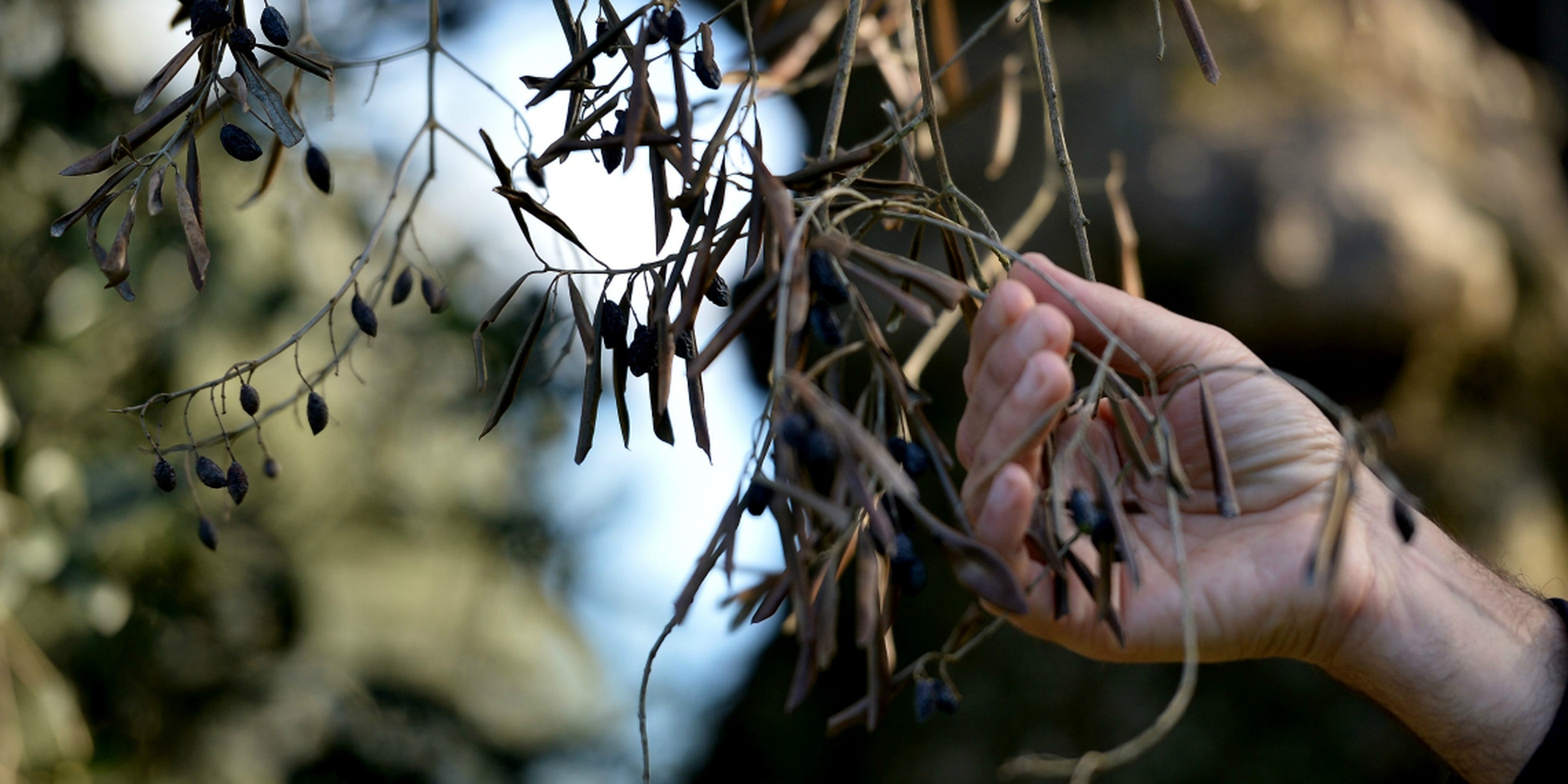 Xylella, il batterio fastidioso trovato per la prima volta in Toscana