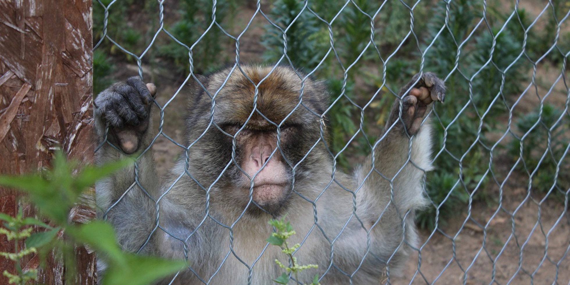 Zoout, il primo documentario sugli zoo italiani - LifeGate