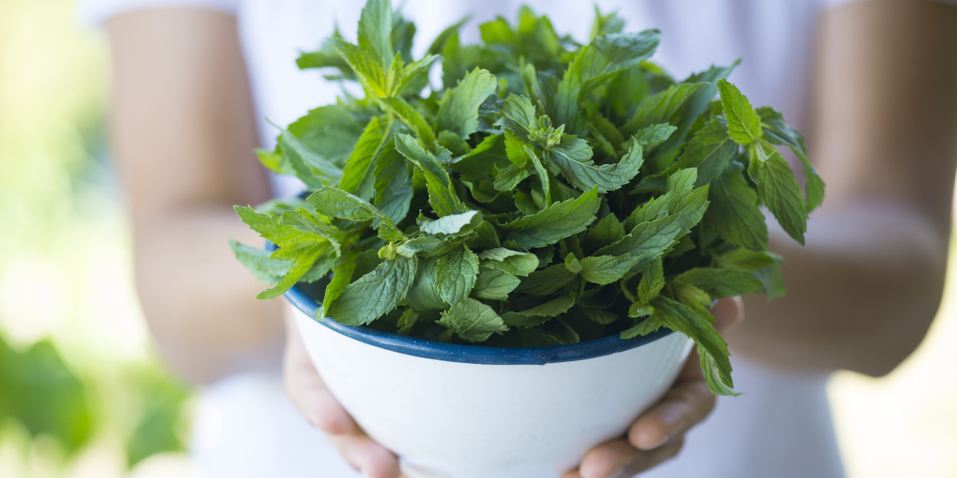 Menta e menta piperita: proprietà terapeutiche e uso in cucina - LifeGate