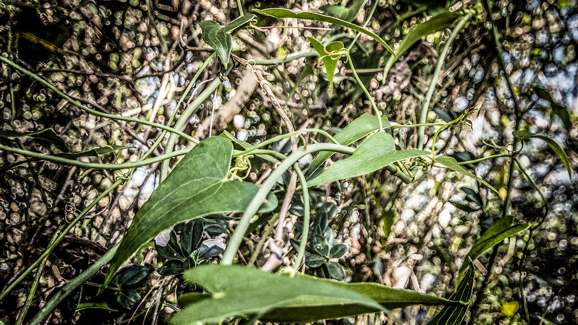 Plants Dub, quando ritmi dub e natura si incontrano - LifeGate