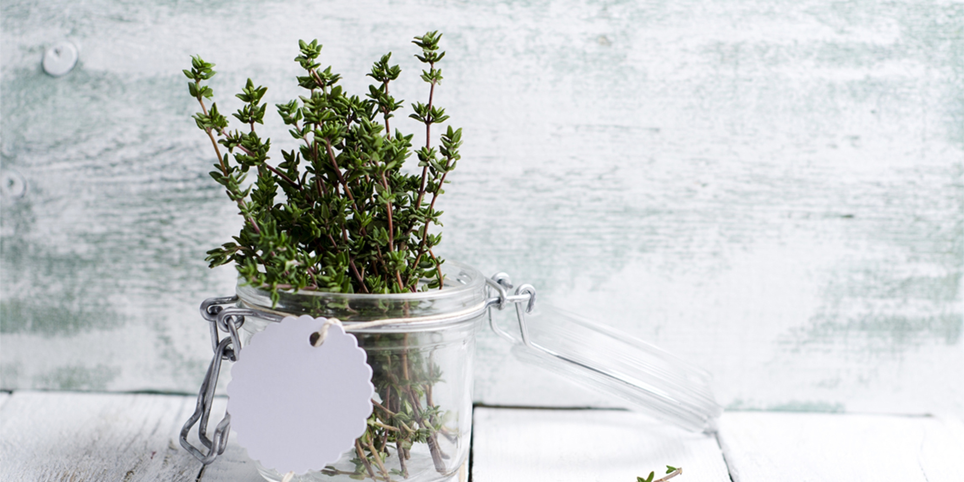 Timo: proprietà della pianta, usi e coltivazione - LifeGate