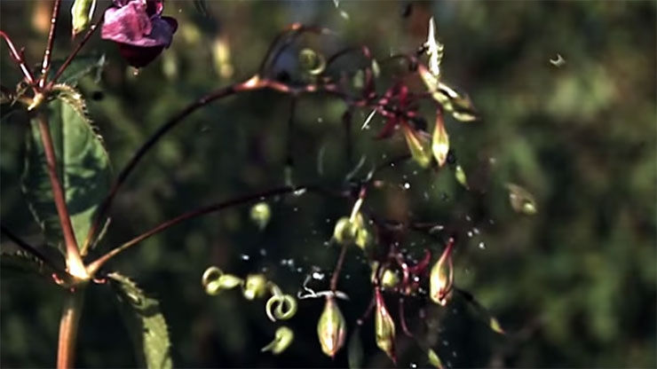 How do plants disperse their seeds? They explode - LifeGate