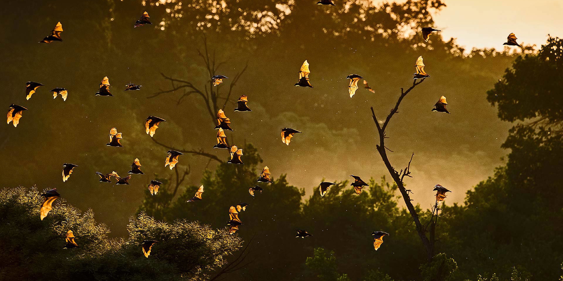 Africa's largest bat migration is under threat - LifeGate
