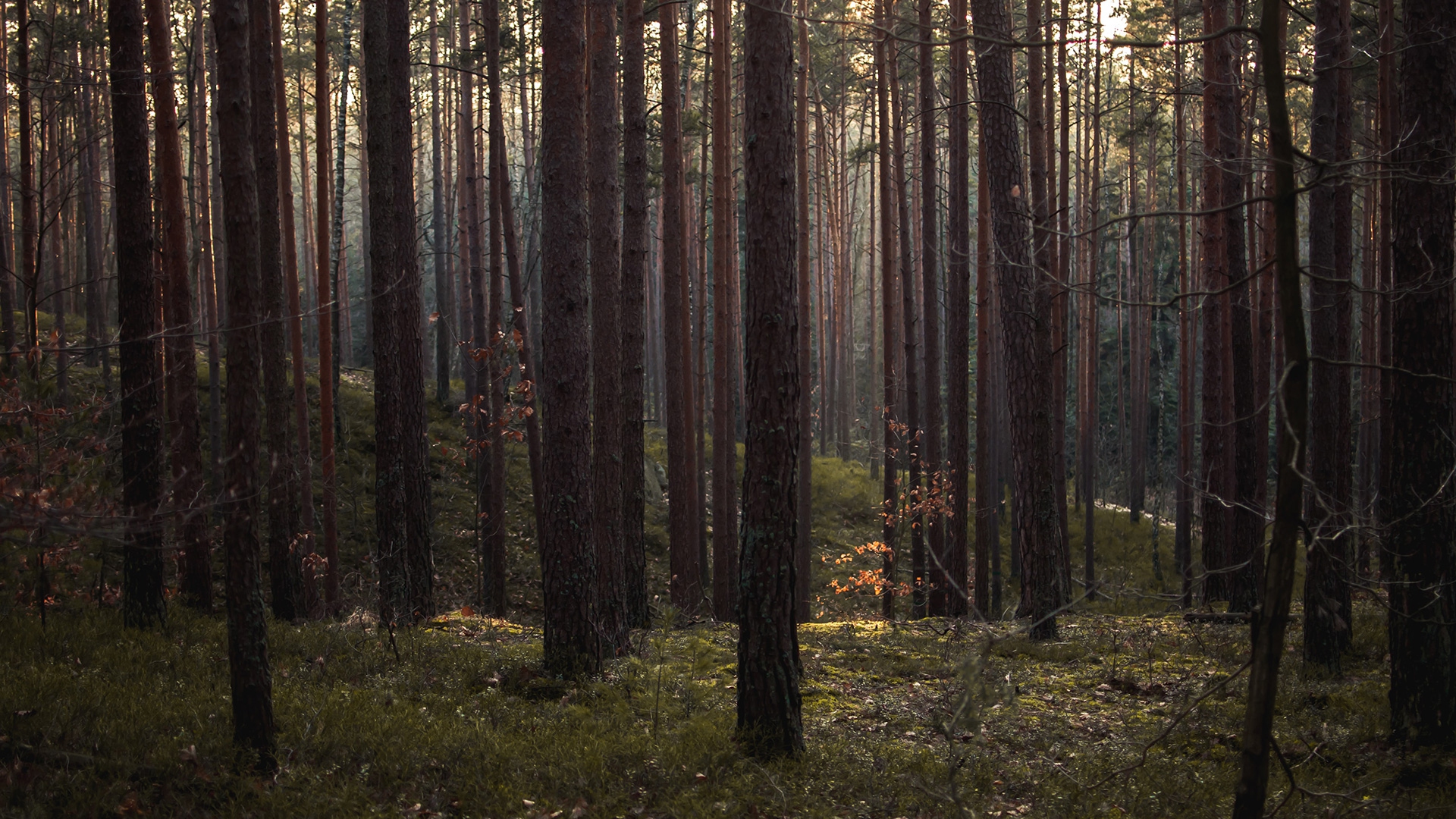 Gruppo Saviola e LifeGate insieme a Ecomondo - LifeGate