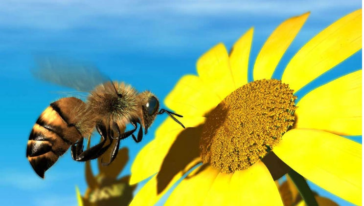10 plants to attract (and feed) honeybees - LifeGate