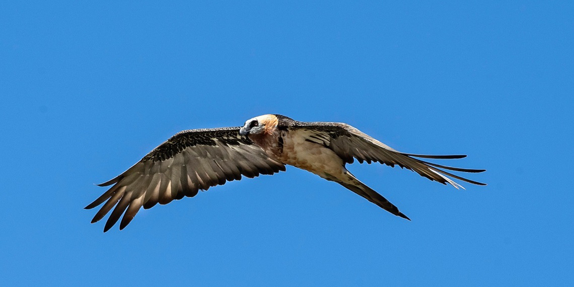 Andalusia, reintrodotto il primo gipeto allevato in Italia. Buona ...