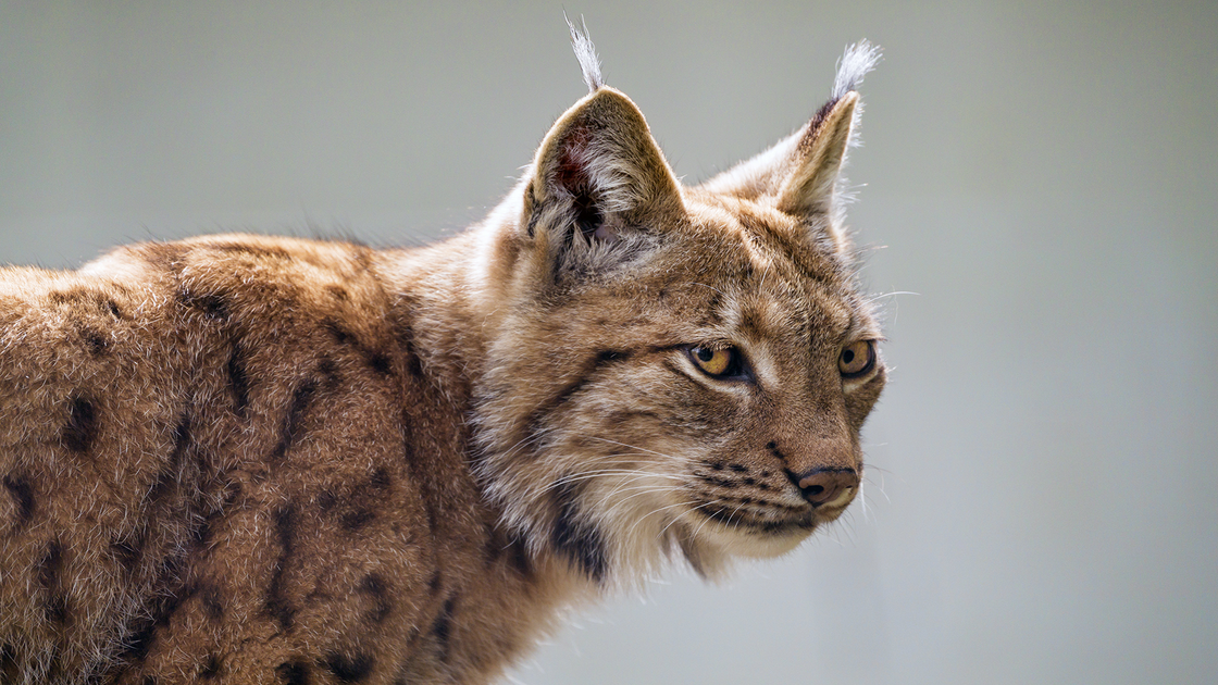 La lince europea rischia l'estinzione in Francia - LifeGate