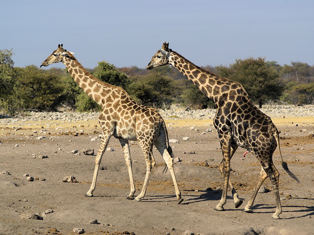 Il 21 giugno è la prima Giornata mondiale della giraffa - LifeGate