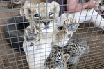 South Africa plans to ban captive lion breeding and bone trade - LifeGate