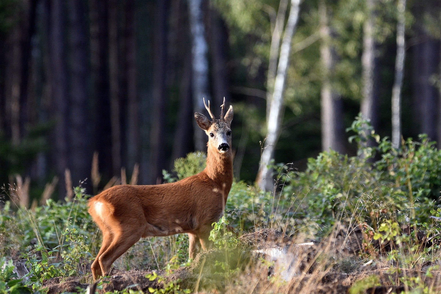 Come se la passa il capriolo in Italia - LifeGate
