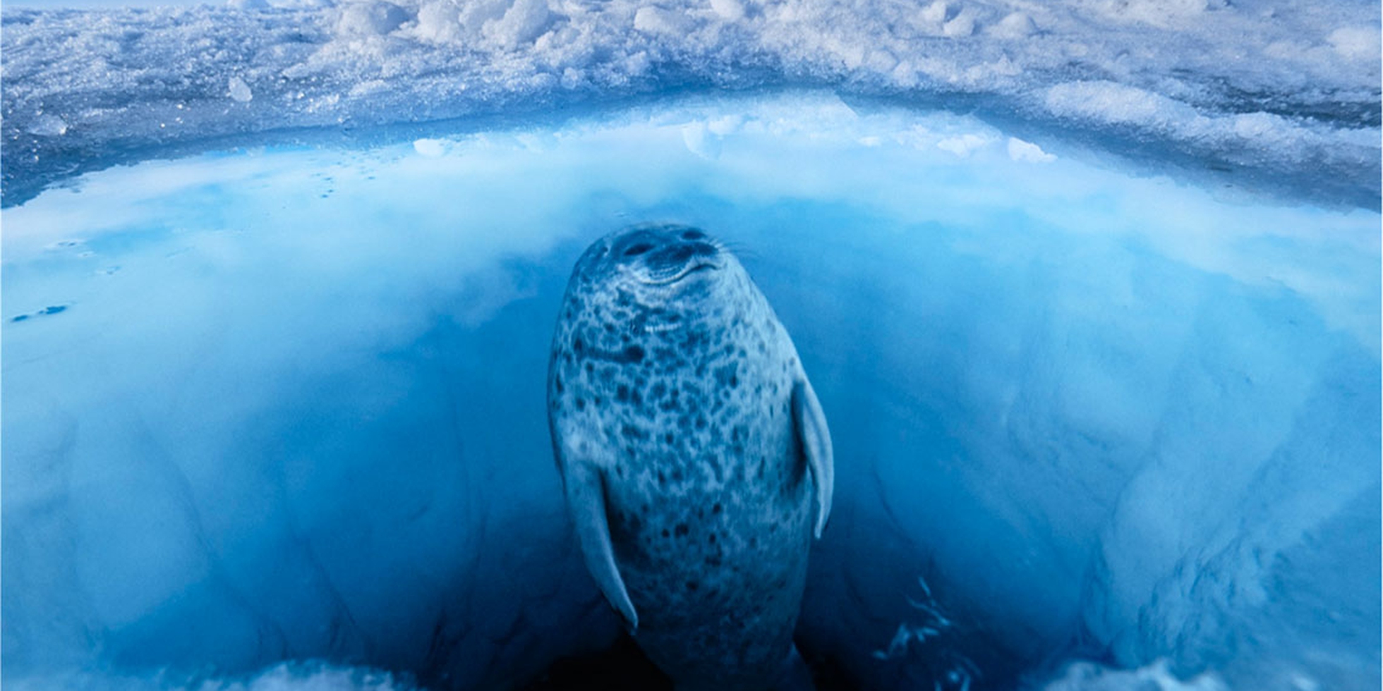 Photographer Paul Nicklen opens a gallery devoted to environmental ...