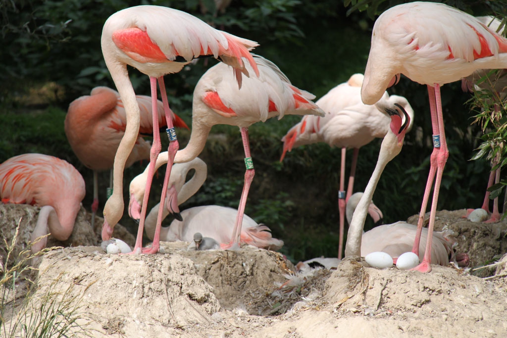The amazing video of flamingos hatching - LifeGate