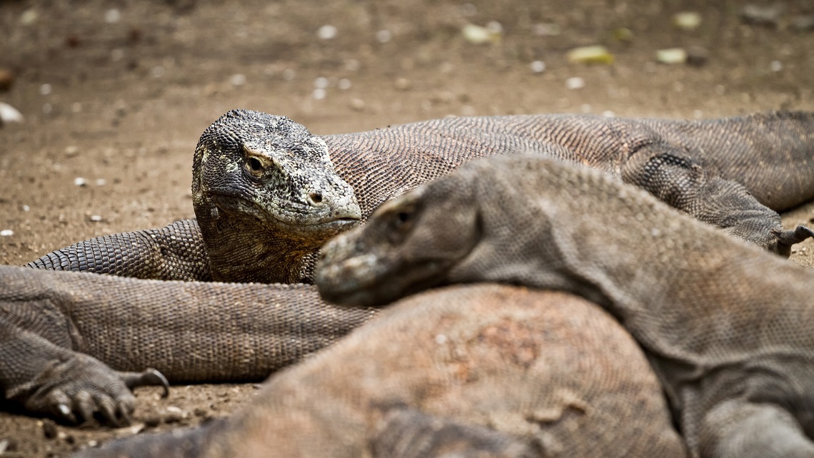 L’Indonesia chiude l’isola di Komodo per salvare i draghi, ma gli ...