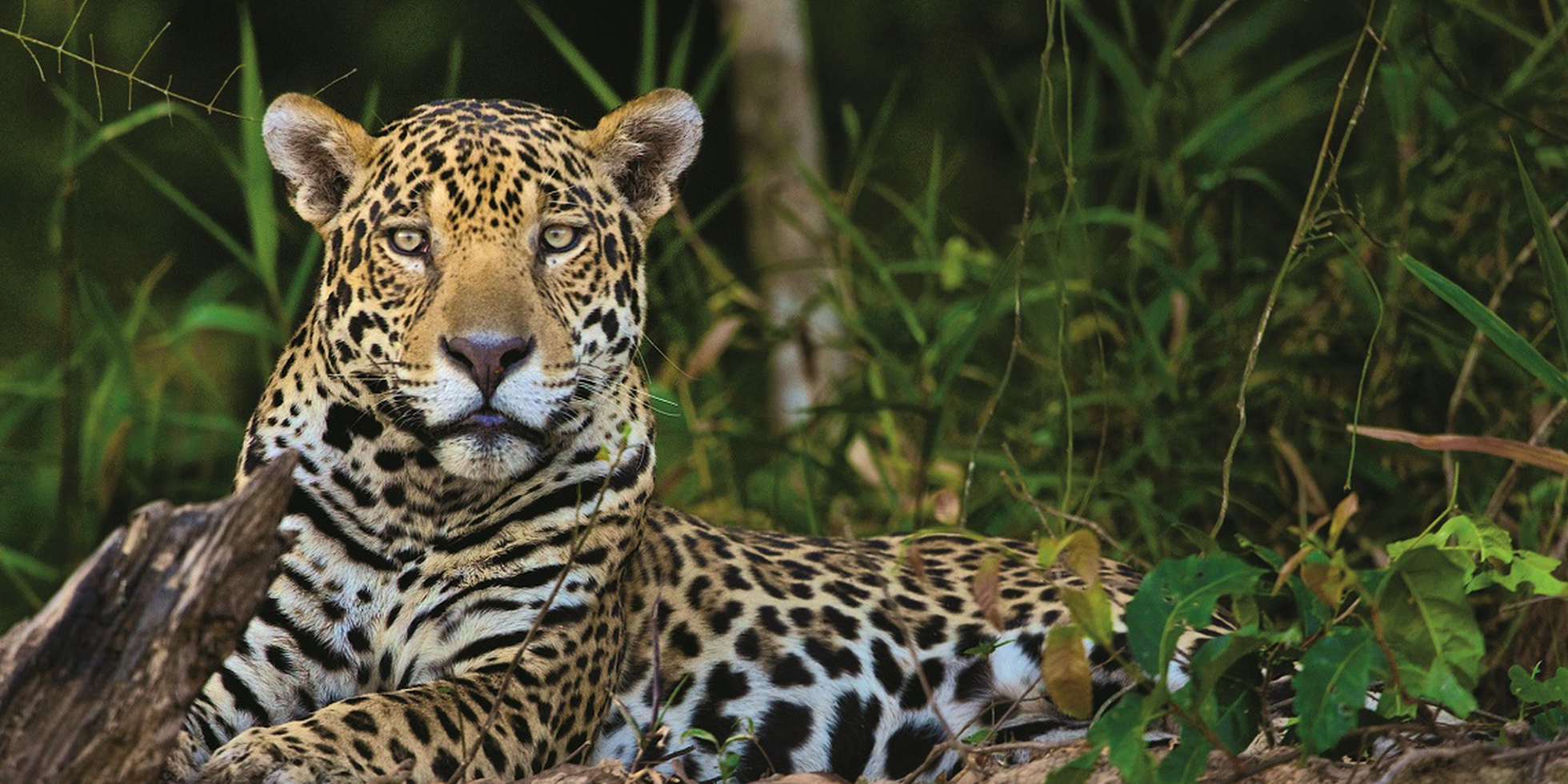 Juma the jaguar, the Olympic mascot, has been shot dead