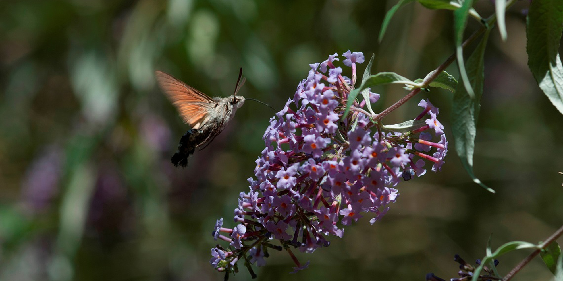 Il talento discreto delle falene per l’impollinazione - LifeGate