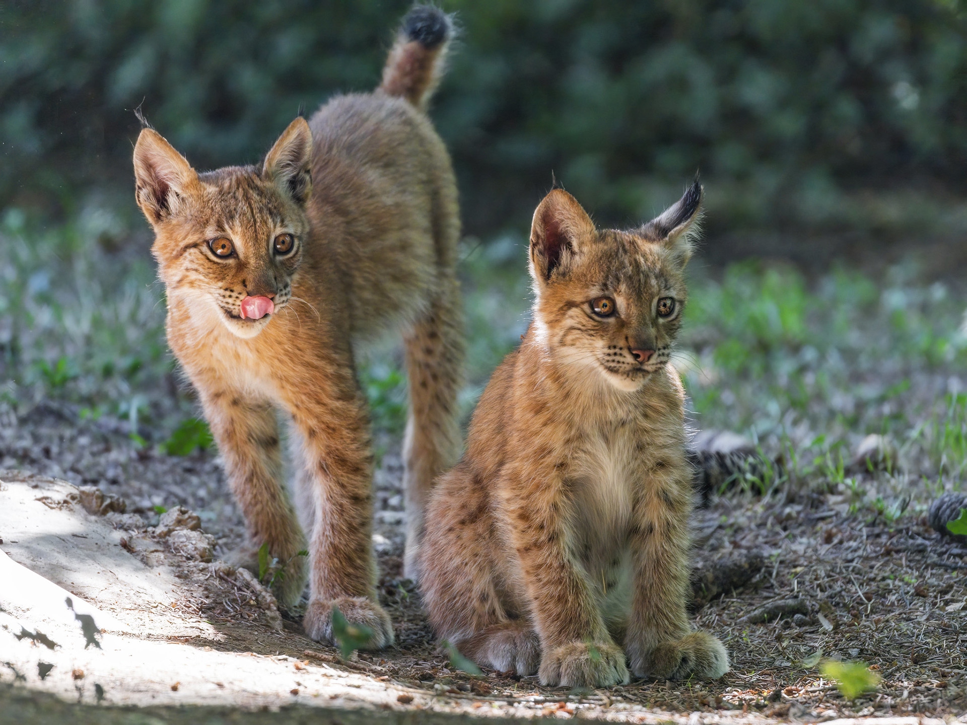 La lince: caratteristiche, habitat e conservazione - LifeGate