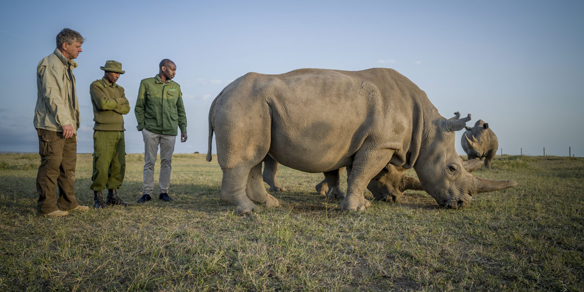 Saving the northern white rhino from complete extinction through in ...