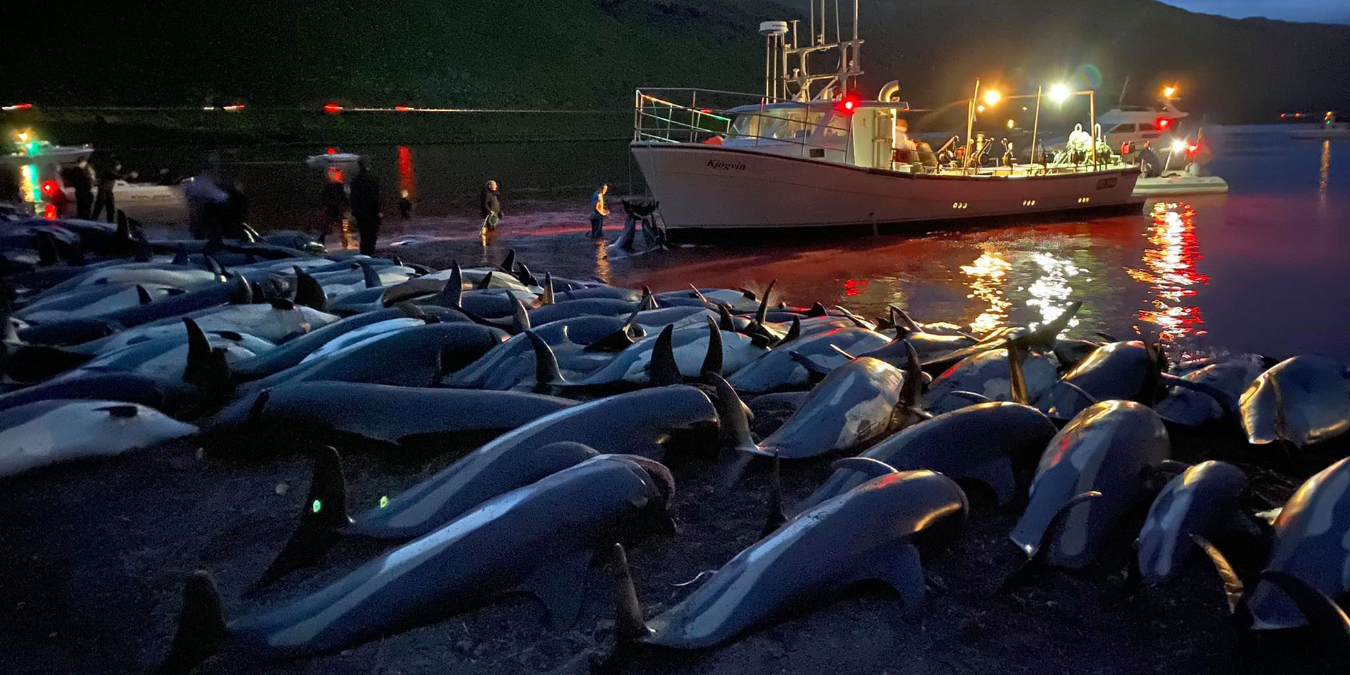 1.428 delfini sono stati uccisi durante una Grindadráp alle isole Faroe