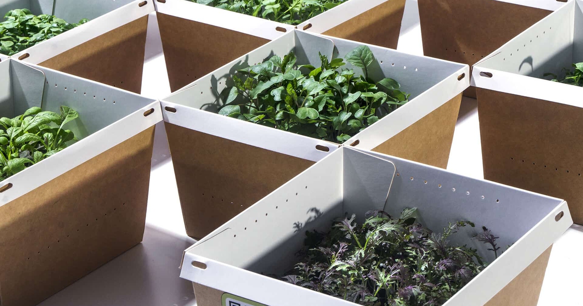 Dallo spazio alla cucina: i superfood intelligenti di Chloe che ...