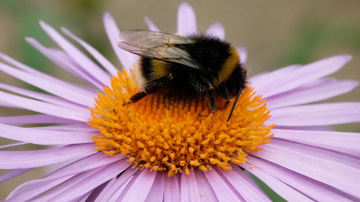 Cosa succede se si estinguono i bombi - LifeGate