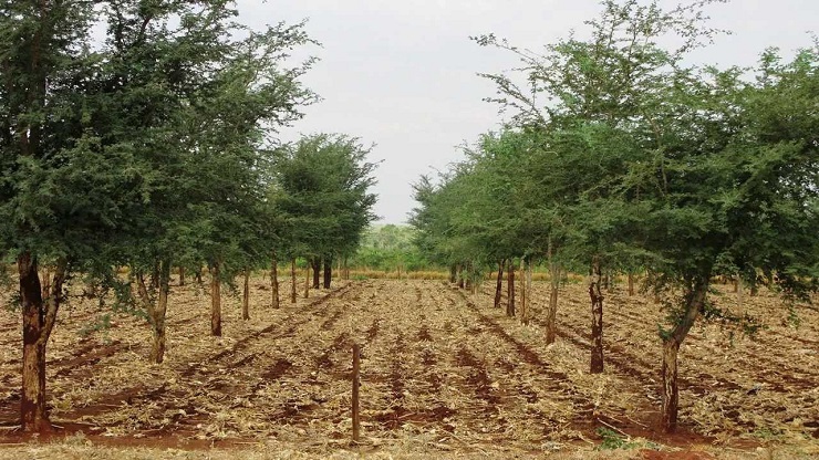 Reforestation In Africa Can Overcome Poverty LifeGate reforestation-in-africa-can-overcome-poverty-lifegate