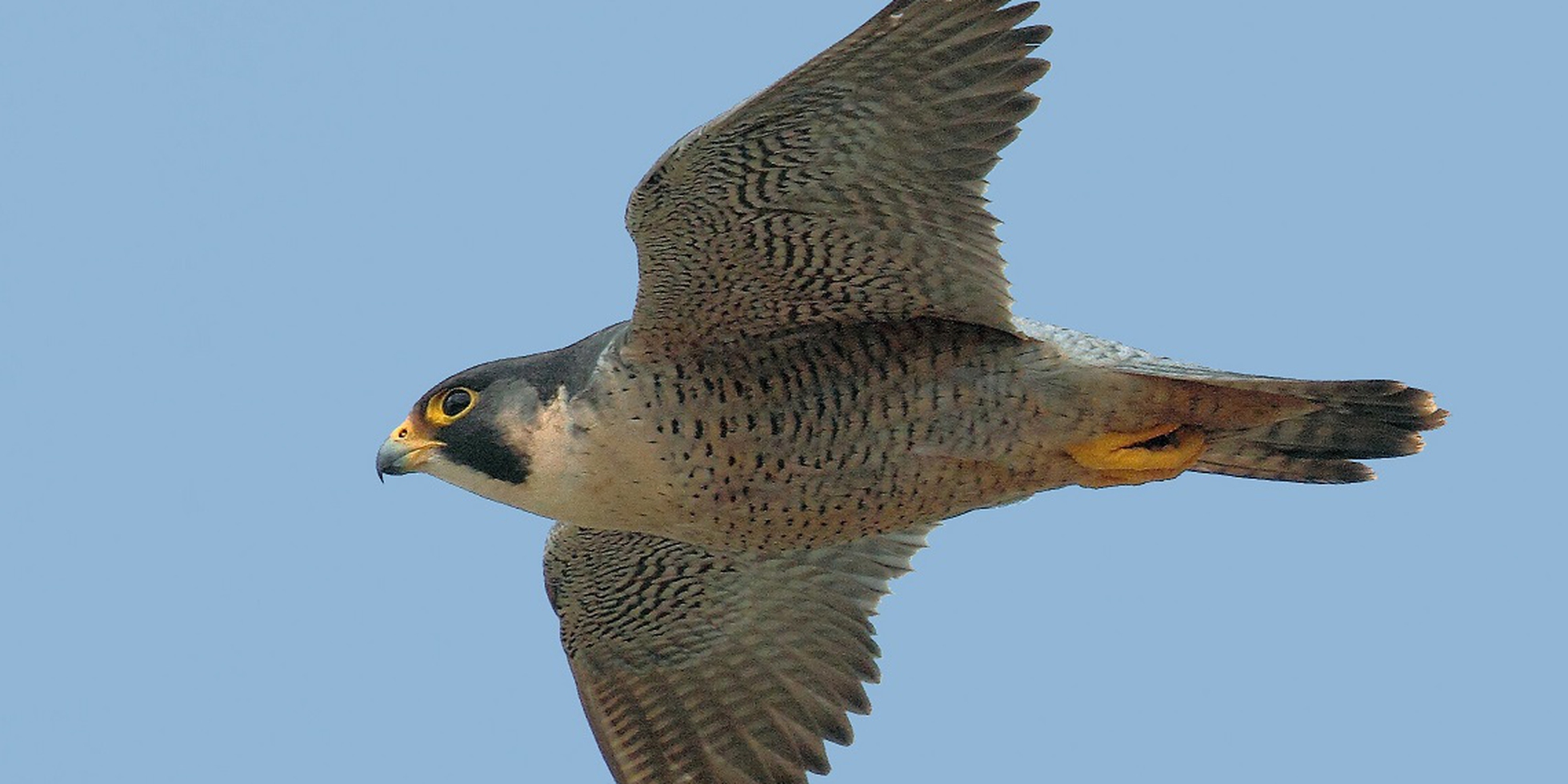 È morto Richard Fyfe, l’uomo che ha salvato il falco pellegrino dall ...